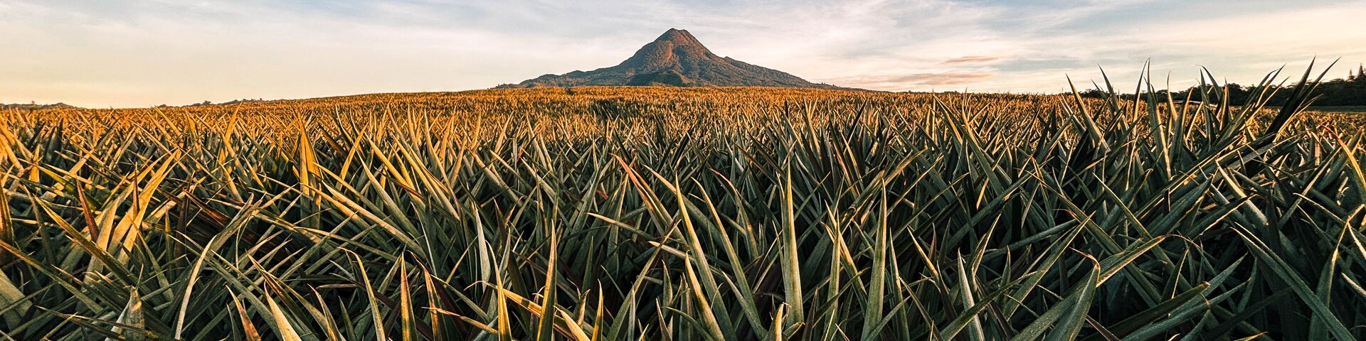 Um campo de plantas de agave com uma montanha ao fundo.