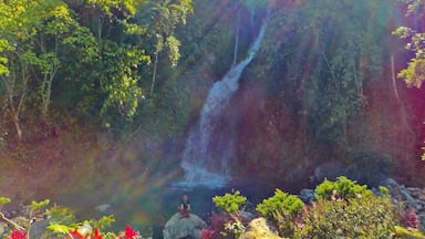Uma cascata desce por um morro verde e exuberante, cercada por folhagem densa e um pequeno lago com pedras e plantas em primeiro plano.