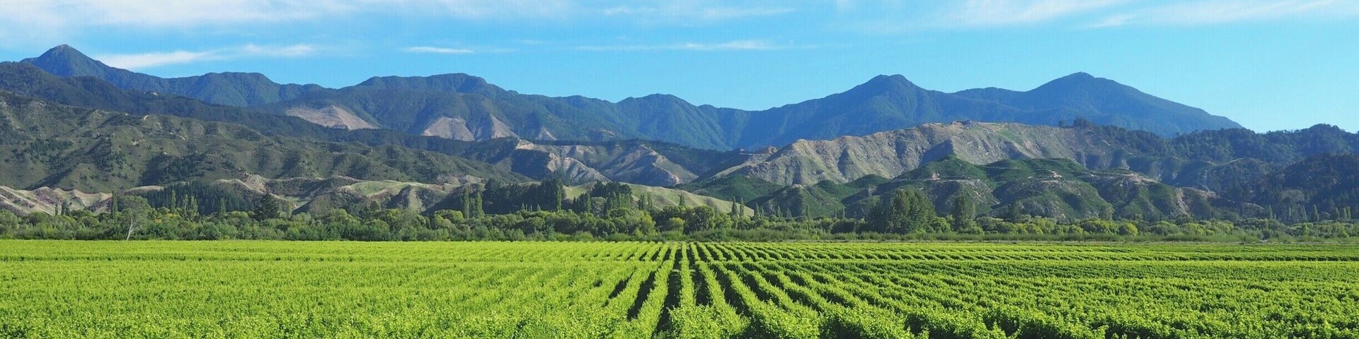 The drive along State Highway 63 between St Arnaud and Blenheim combines majestic mountain scenery with miles upon miles of vineyards.
