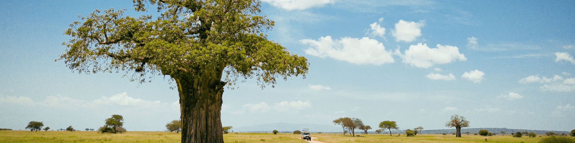 Uma estrada de terra leva a uma grande árvore em um campo gramado sob um céu claro.