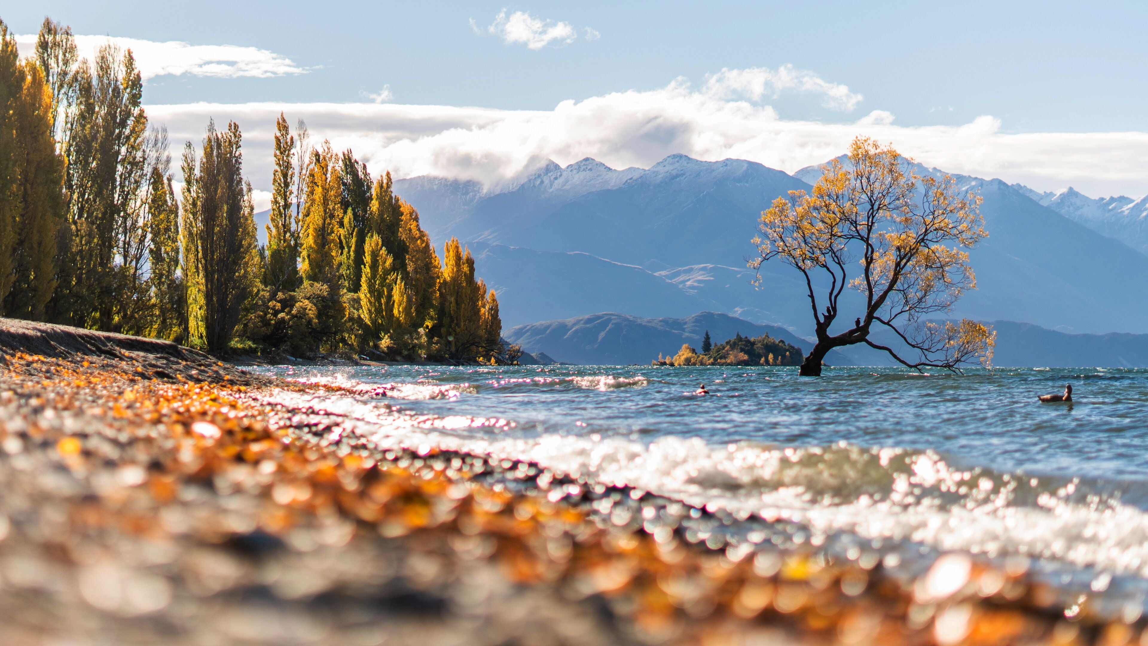 Um lago com folhas de outono, uma árvore solitária e montanhas ao fundo.