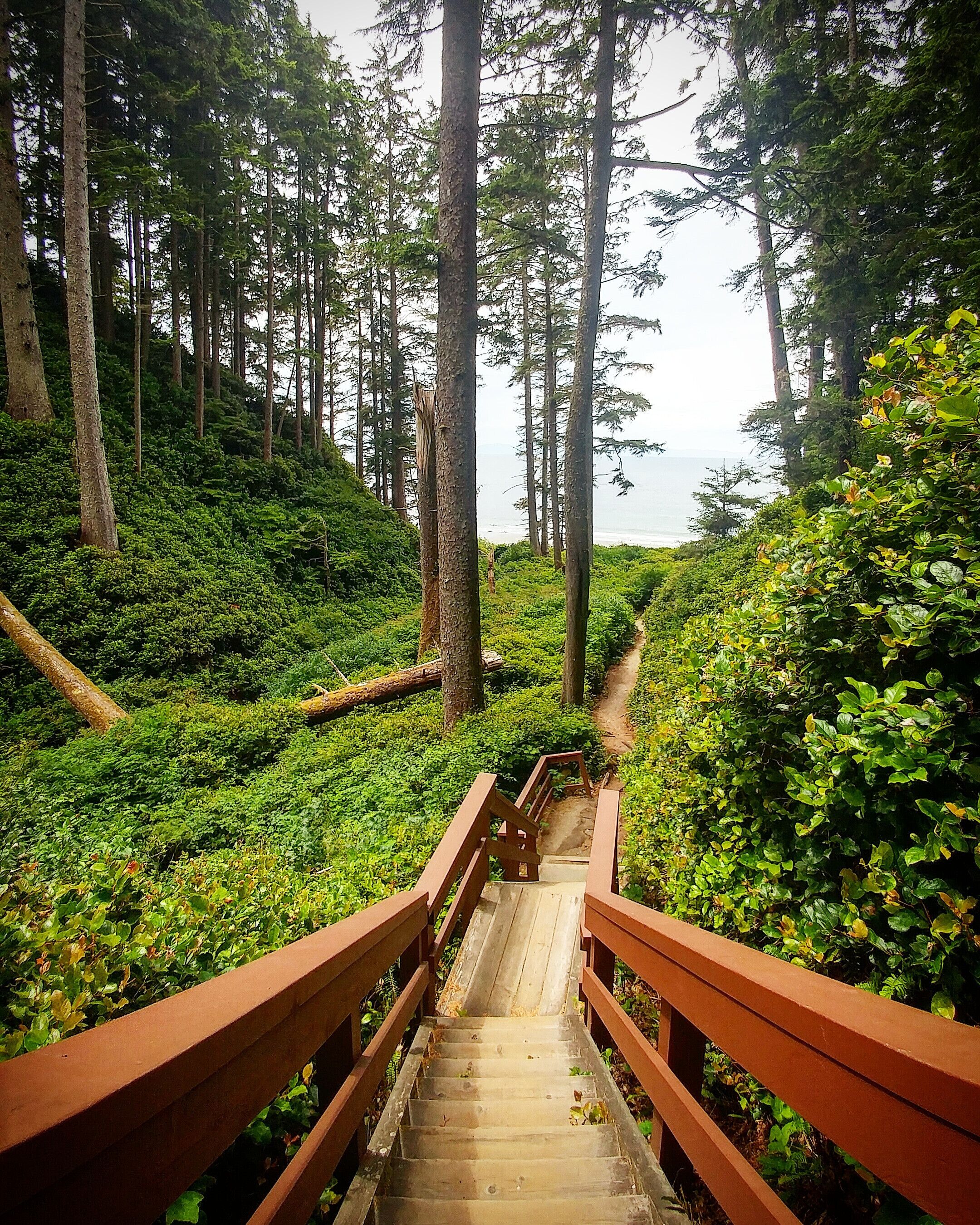 Uma escadaria de madeira leva a uma área florestal com árvores altas e vegetação densa.