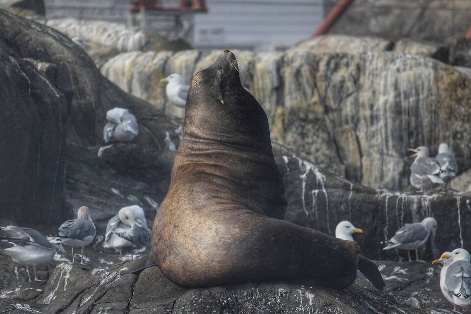 Uma foca descansando em uma rocha, com gaivotas por perto.