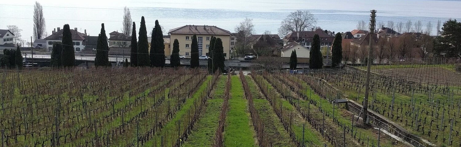 Every little village along Lake Geneva is a #WinterWonders. This region has very steep vineyards which blend in nicely with the Alps in the background. Take a roadtrip along the lake from Geneva to Montreux, you won't regret it.
#Merch #Switzerland #LifeAtExpedia