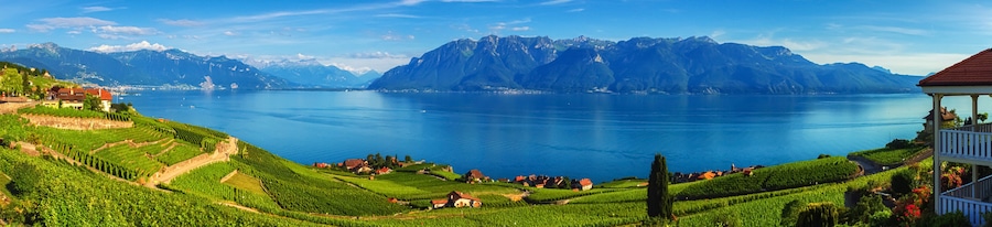 Vinhedo com fileiras de videiras, um lago e montanhas ao fundo.