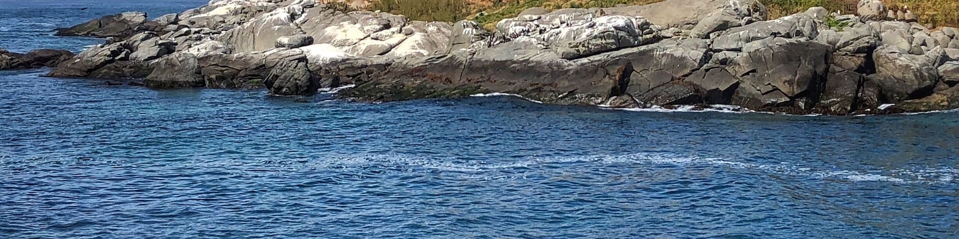 Make time to stop and take a look at the penguin colony here. Be sure to take binoculars. Fun to see them in their natural habitat!