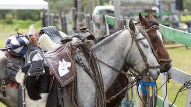 Um cavalo com sela e freios, ao lado de uma cerca de madeira.