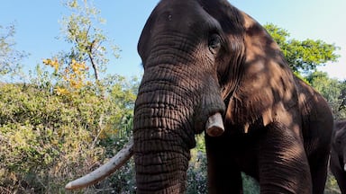 Um elefante com presas em ambiente natural, com árvores e arbustos.