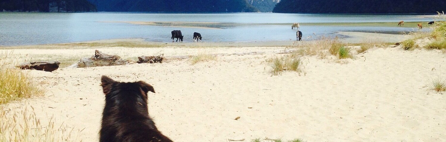 Um cão numa praia de areia, com um lago e montanhas ao fundo.