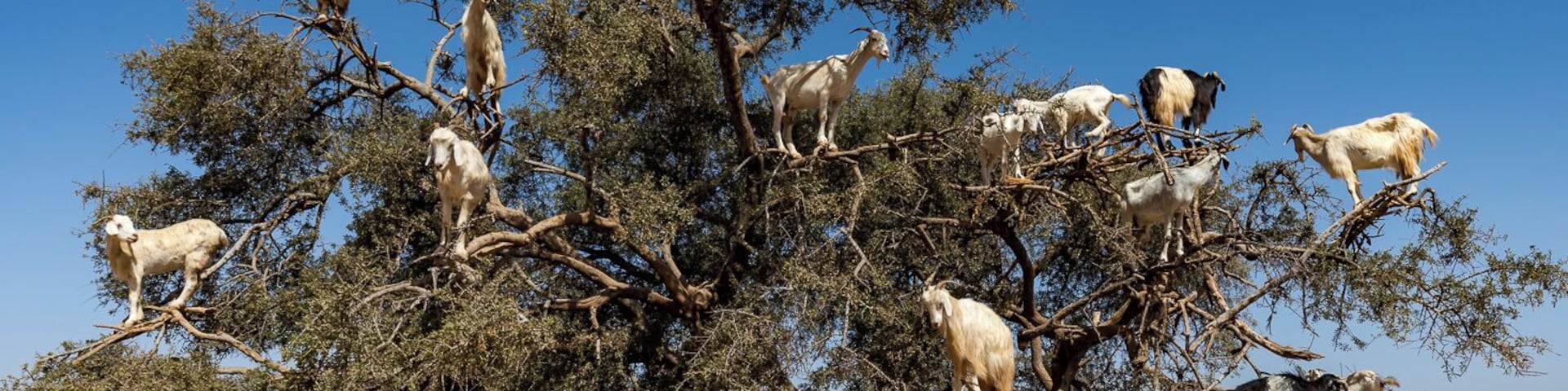 These goats and The Argon trees now helping the local community to survive. mainly single women whos partner has left them now have a very prosperous business producing the various cosmetics from the Argon nut