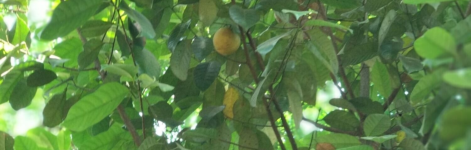 This garden has lots of herbs and spices. One can buy spices from here but it will be costly from outside market.
#Munnar #Spicegarden #LifeAtExpedia