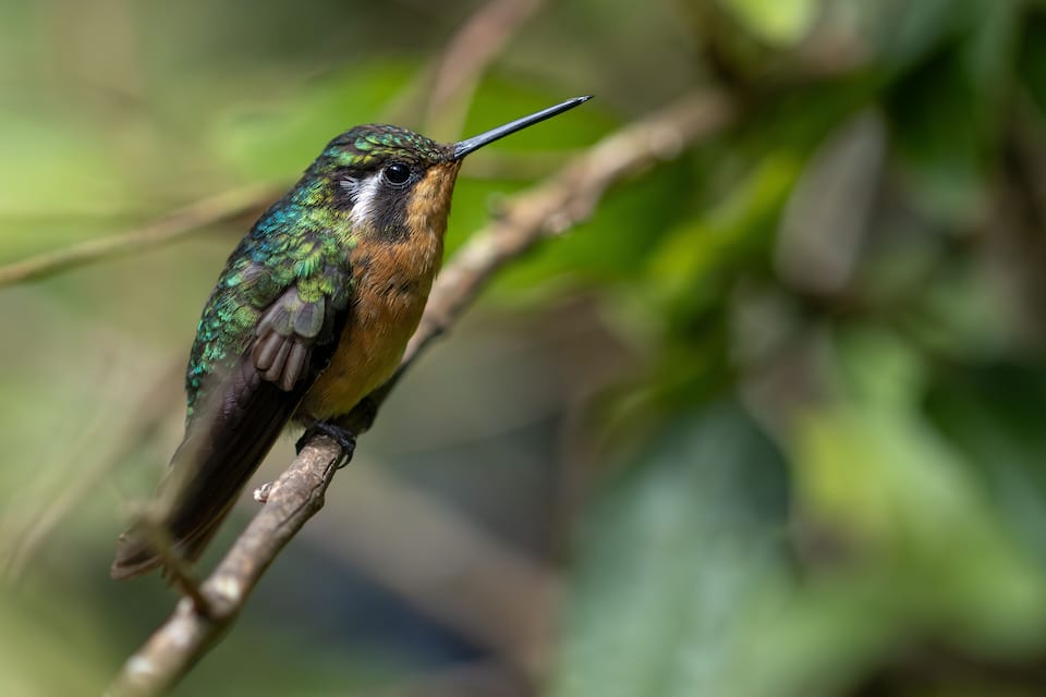 Um beija-flor pousado em um galho.