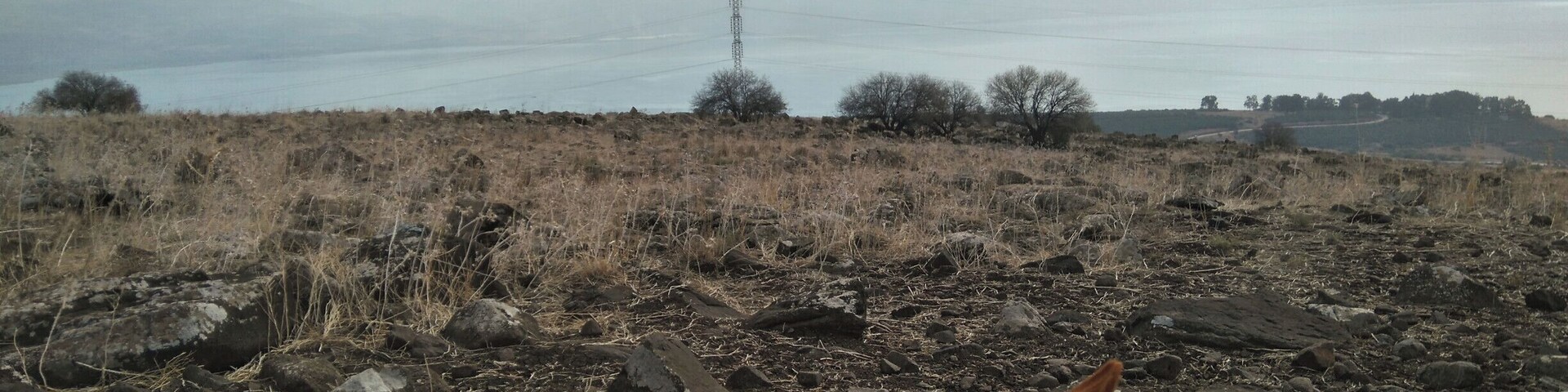 Cabeça de cavalo numa encosta rochosa, com vista distante de uma torre de eletricidade e um corpo de água.
