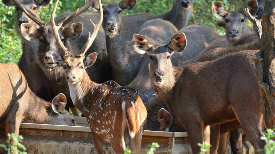 Beautifull pose by the deers..