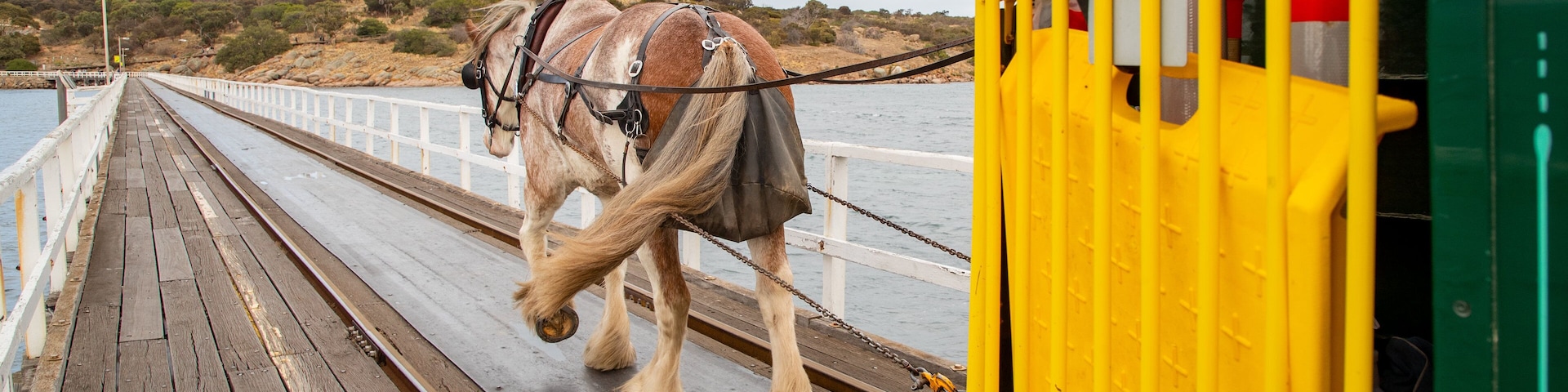 Victor Harbor Horse Drawn Tram which includes land animals