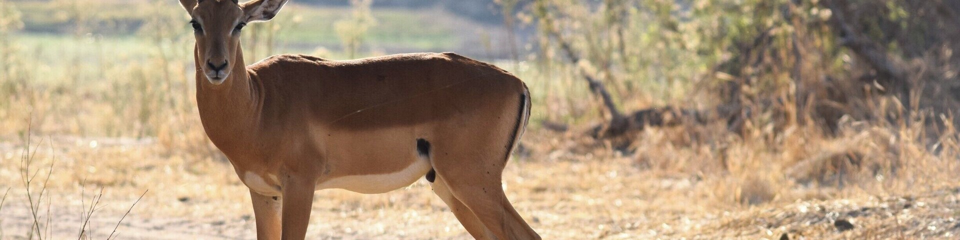 Ruaha National Park is one of the top safari spots in the world. It's in Central/Southern Tanzania, near Iringa, and isn't overrun with tourists. I self drove and was able to hire a guide for only $23 for two days. Excellent experience. There are a few cottages in the park where you can stay overnight for $50.
