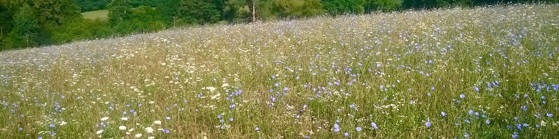 Beautiful meadow whilst travel through South Slovakia 2015