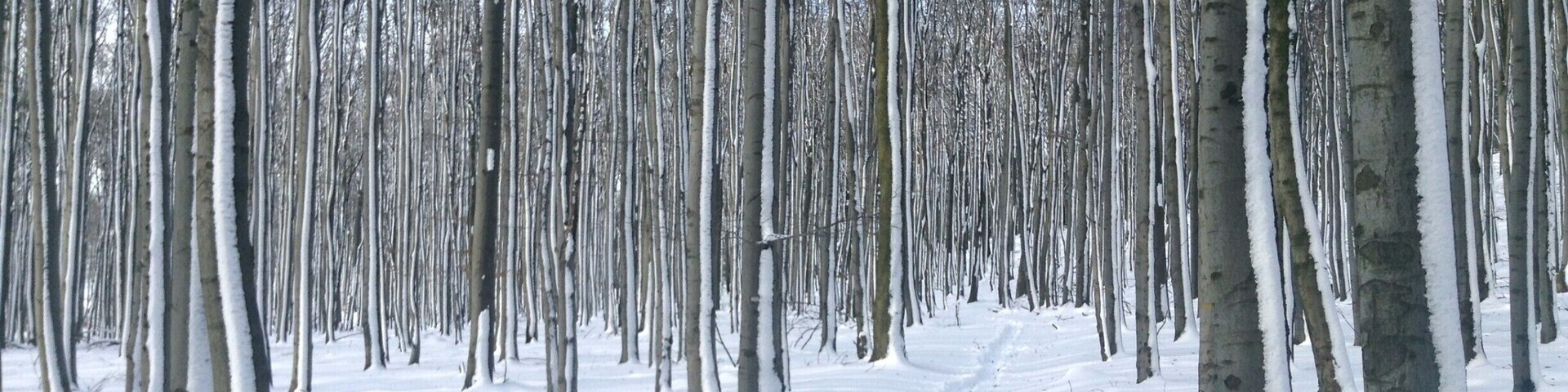 Uma floresta coberta de neve com um caminho bem visível.