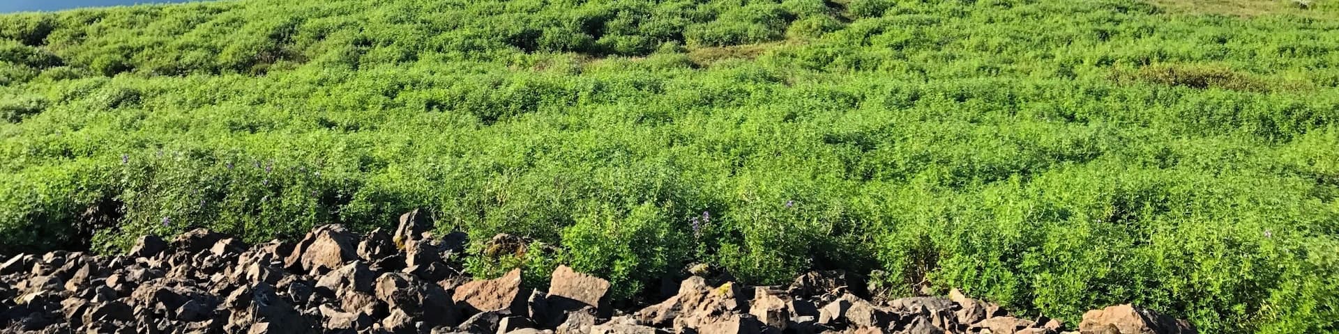 The Westfjords of Iceland is a large peninsula in northwestern Iceland. It has a mountainous coastline, heavily indented by dozens of fjords surrounded by steep hills. These fjords make roads circuitous and difficult to drive. The mountain scenery is rugged but specular.