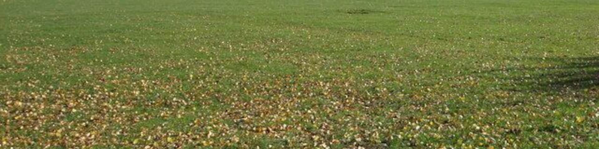 Kilburn Grange Park (1)