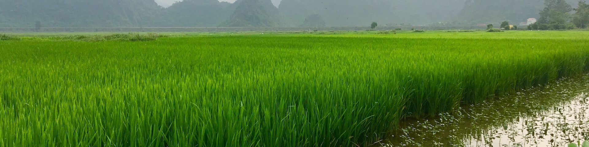 A dream come true🤗 Cycling through rice fields in Phong Nha-Ke Bang.
#Asia #Vietnam #PhongNha #Travel #Backpacking #Wanderlust #Rice fields #OnTheRoad #mountains