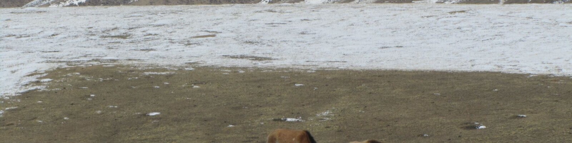 Paisagem nevada de montanha com três animais marrons pastando.