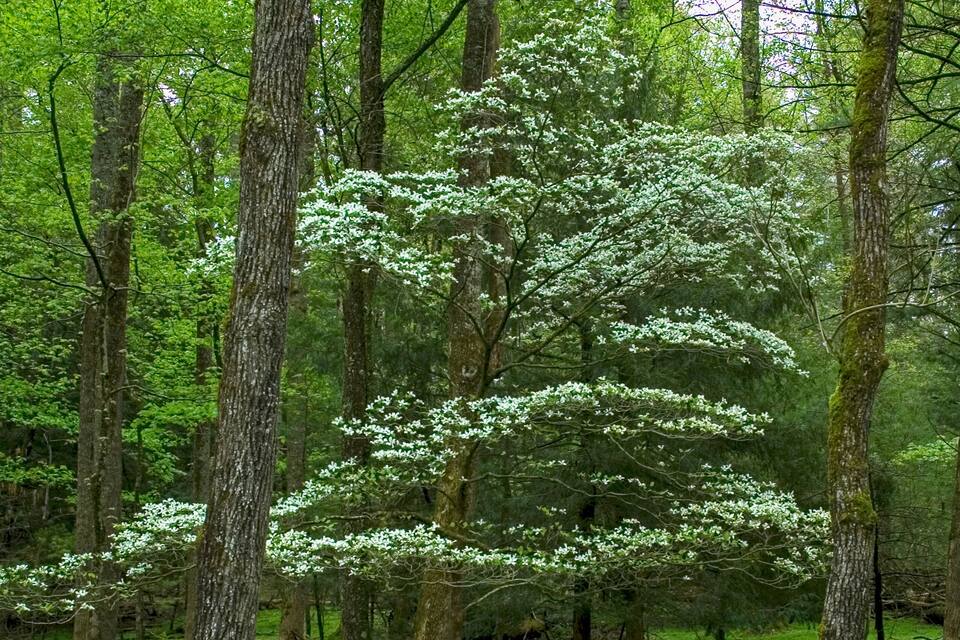 Uma floresta com árvores altas e chão gramado.