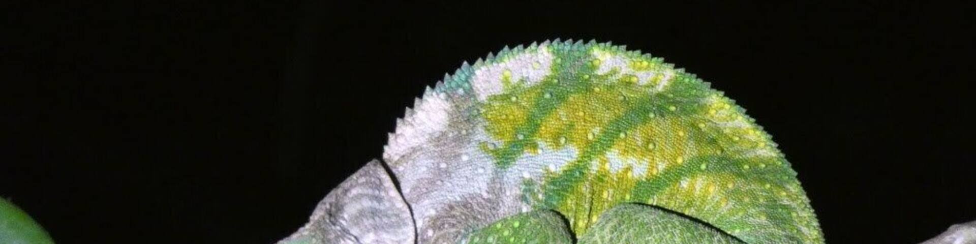 #LifeAtExpediaGroup
On our nightwalk in Ranomafana, blending into the forest. Hard to spot but think he saw us first.