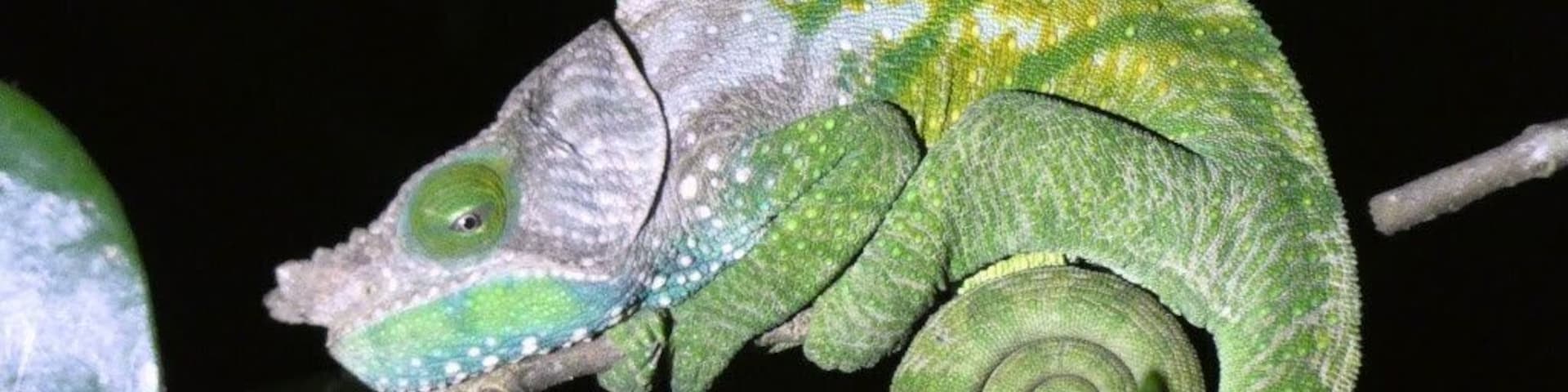 #LifeAtExpediaGroup
On our nightwalk in Ranomafana, blending into the forest. Hard to spot but think he saw us first.