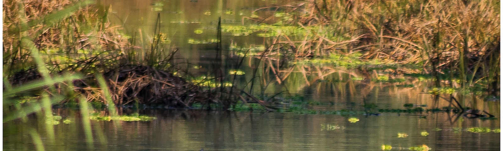 #safari #rhino #nature