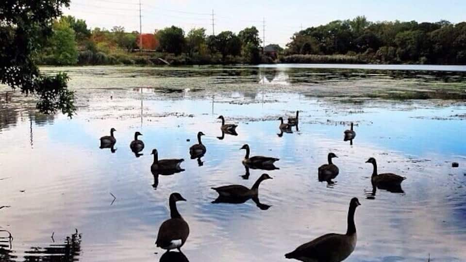 Geese at Massapequa Preserve