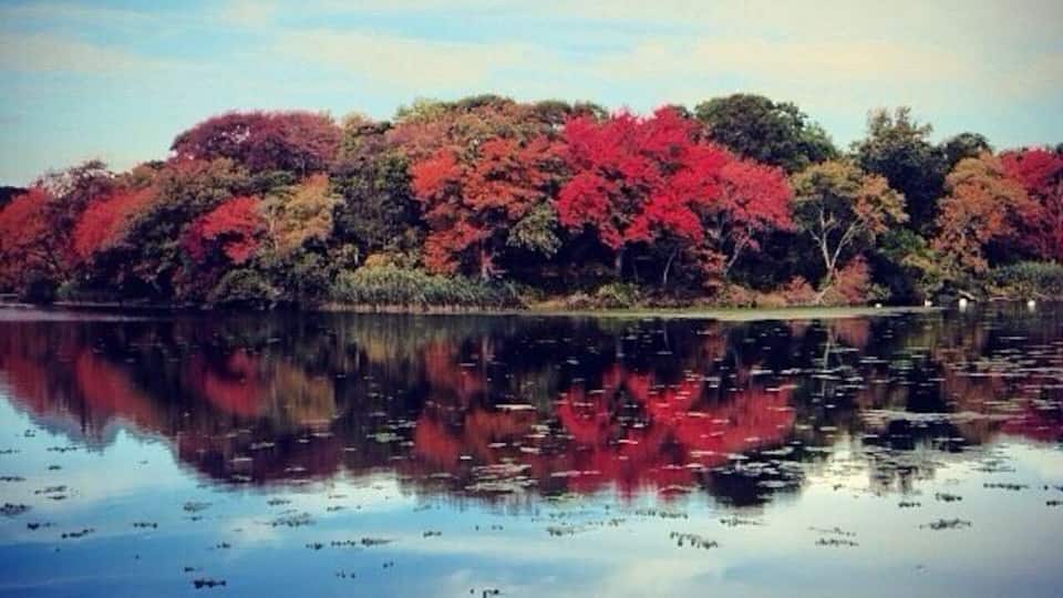 #localgem Massapequa Preserve for a nice nature walk on the south shore of Long Island