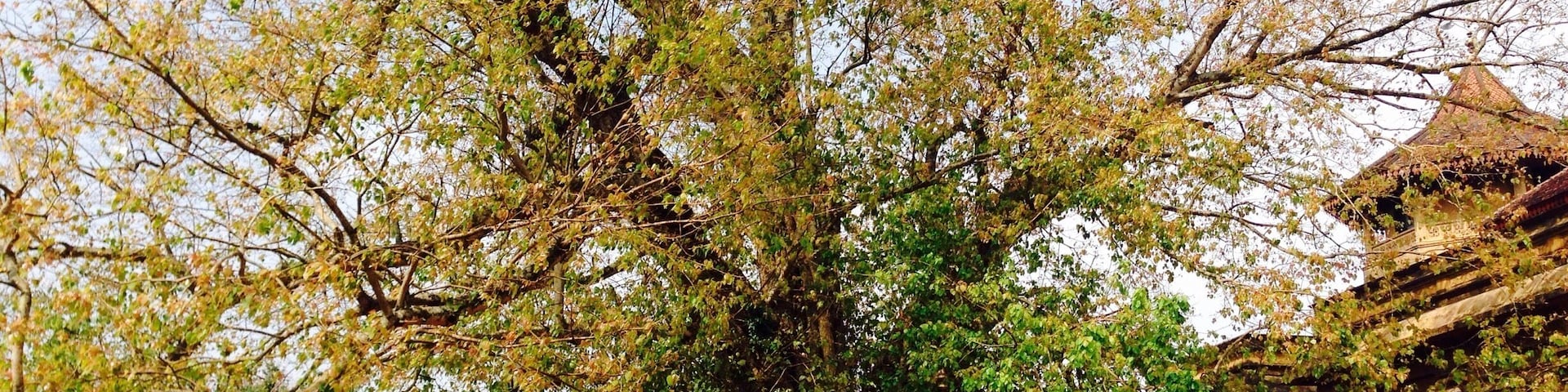 7 miles from the city center, Kelaniya temple offers a beautiful temple, a huge stupa and this magnificent bodhi tree.
Admission is by donation and you should leave your shoes with one of the vendors before entering the complex. Tip: walking out the back of the complex allows you to get a photo of both the temple and stupa together.