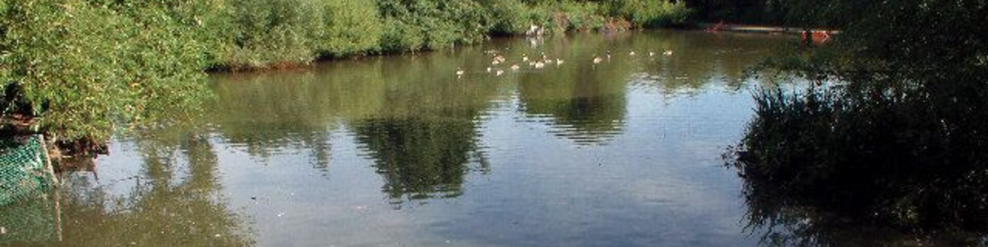 Millers Pond, Shirley, Croydon. An ornamental pond in a small park, Millers Pond was one of three ponds near a house called Spring Park which was also the name of the surrounding estate. Access from Shirley Way, Farm Lane and Worcester Close.
