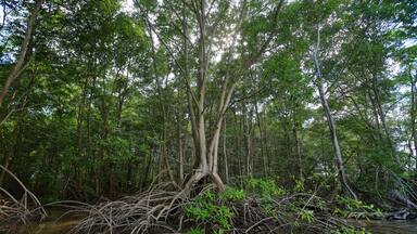 Uma floresta de mangue com árvores densas e raízes entrelaçadas na água.