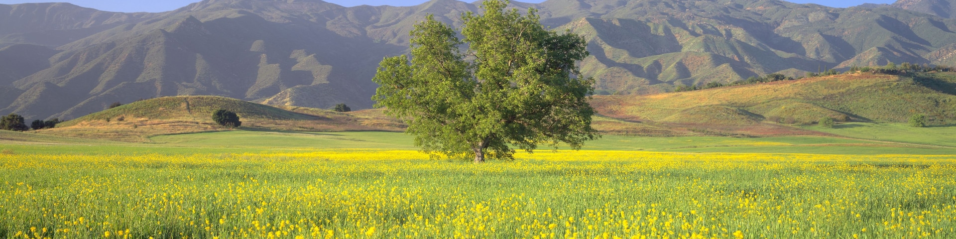 Um campo de flores amarelas, com uma árvore em primeiro plano e montanhas ao fundo.