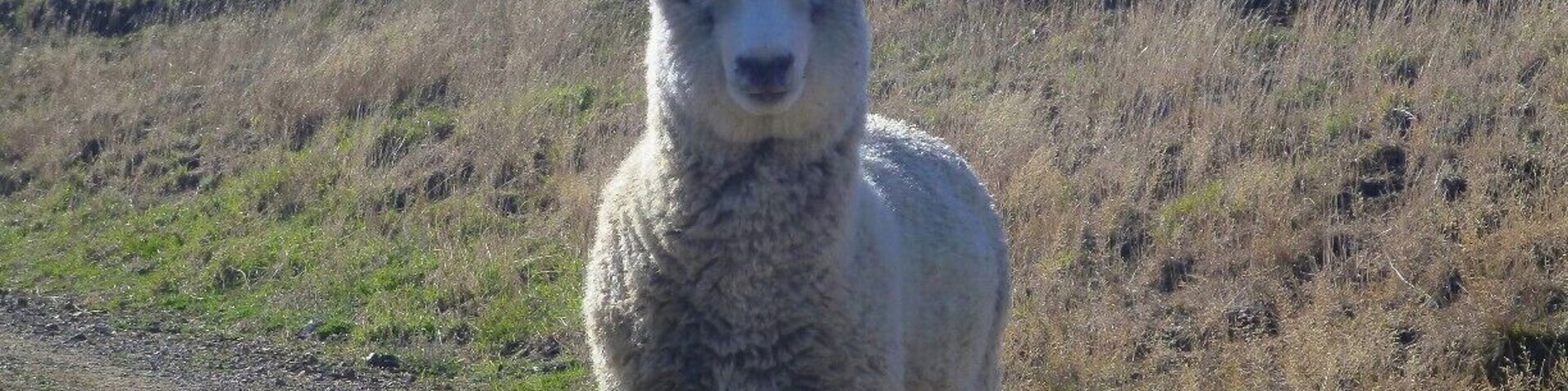 Something you will see everywhere in New Zealand - sheep!
This curious cutie stopped to pose for a picture on it's seaside pasture in the Coromandel Peninsula.