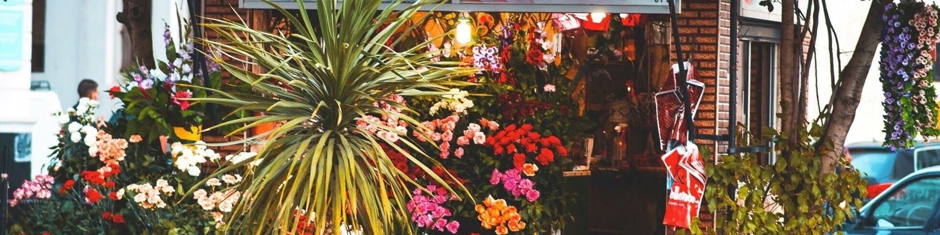 #fleurs_d'alger
#algiers