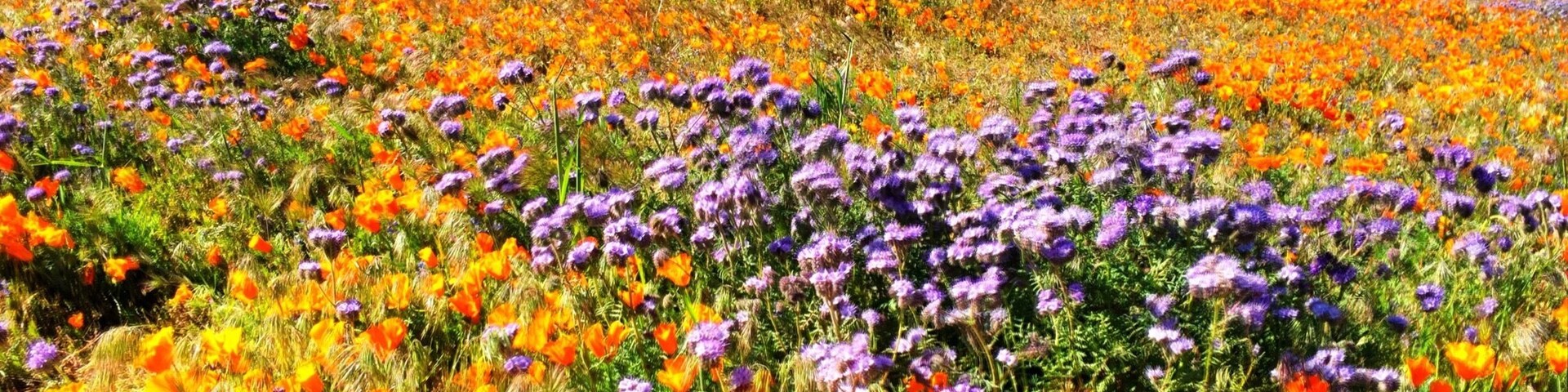 Munz Road overlooking Lake Elizabeth