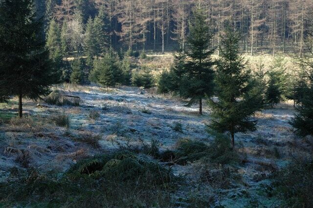 Uma floresta com o chão e árvores cobertos de neve.