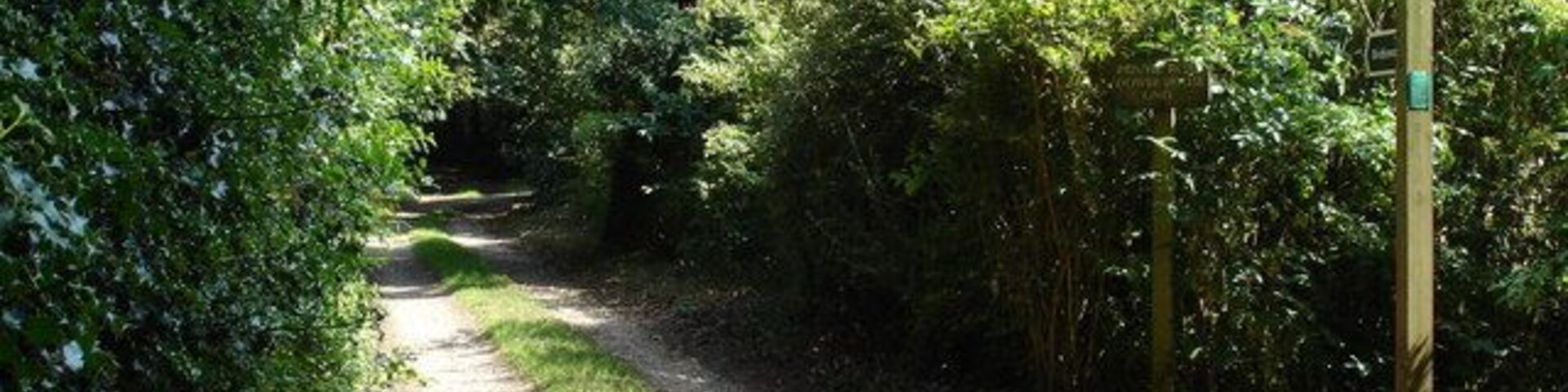 Um caminho de terra estreito, ladeado por vegetação densa e árvores.