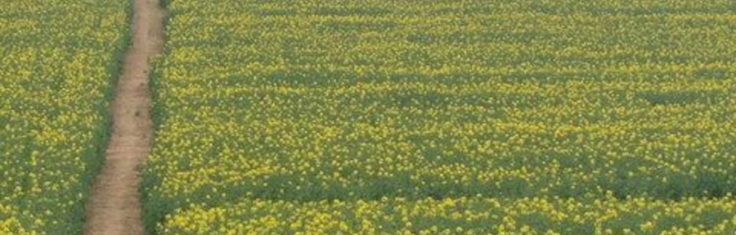 Kingstone church from the south Looking across a field of brassica, past a little stand of trees in its midst, from the footpath to Dowlish Wake.