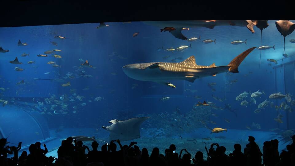 The Kuroshio Sea in the Okinawa Churaumi Aquarium, Ishikawa, Motobu, Kunigami District, Okinawa Prefecture 905-0206, Japan