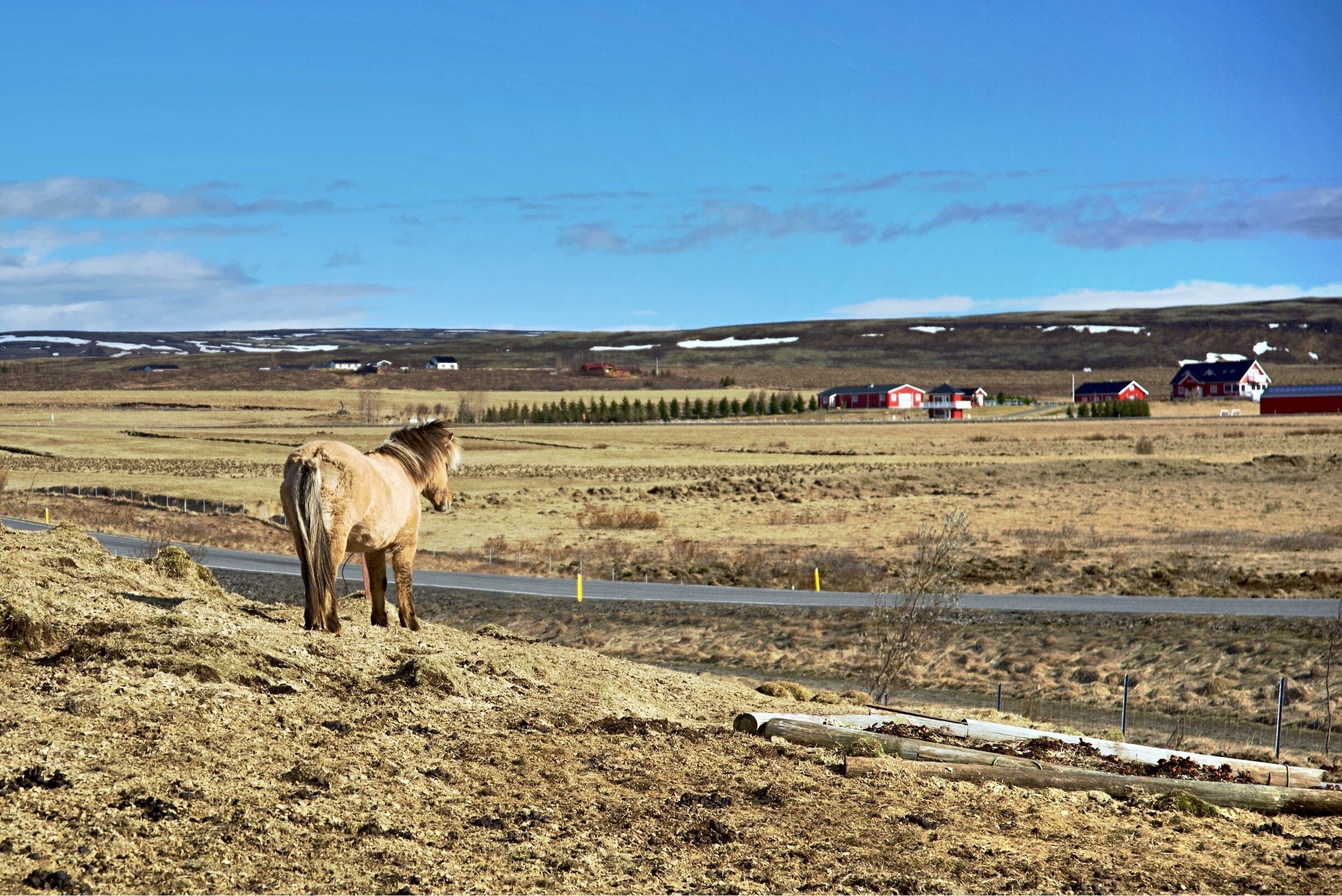 Um cavalo pastando em um campo seco e aberto, com vegetação rala, uma estrada de terra e vários edifícios vermelhos ao fundo.
