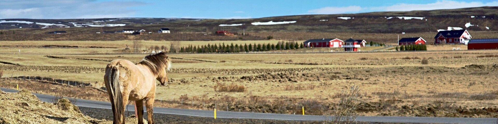 Um cavalo pastando em um campo seco e aberto, com vegetação rala, uma estrada de terra e vários edifícios vermelhos ao fundo.