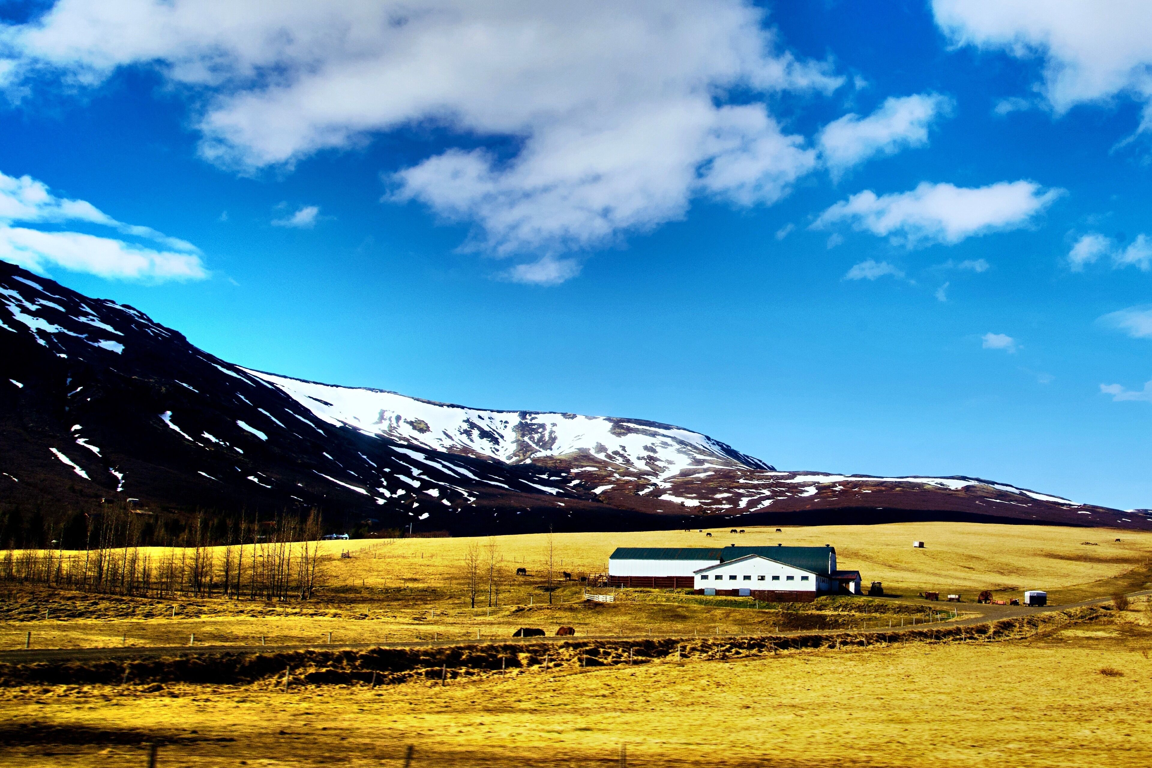 Uma montanha coberta de neve, um celeiro branco e um campo dourado sob um céu azul.