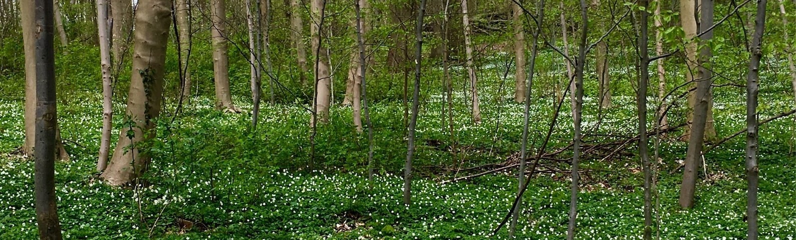 On the way to the island - spring flowers in the wild german djungle