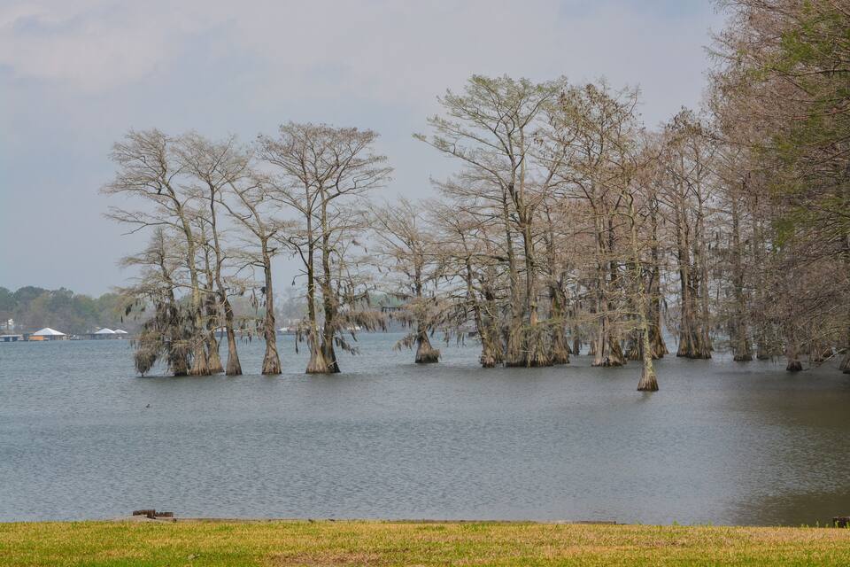 Um lago com várias árvores brotando da água.