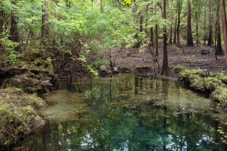 Uma floresta com um lago límpido rodeado por árvores e pedras.