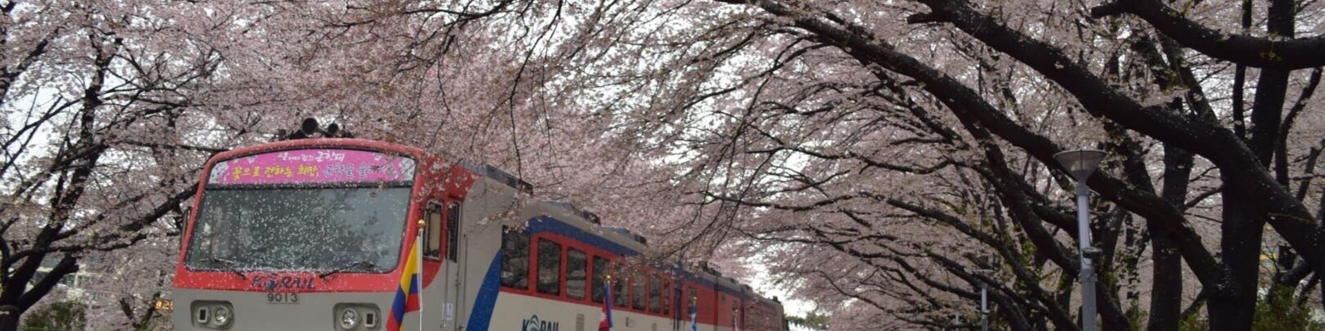 cherry blossom railroad @ Gyeonghwa Station during Jinhae Gunhangje festival